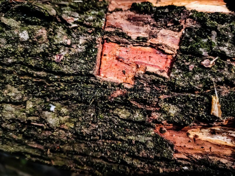 The Bark of the Red Tree Has Been Cut Squarely in the Summer Stock ...