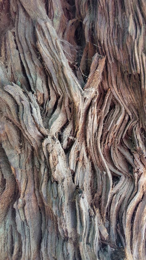 Bark of a Redwood stock photo. Image of pattern, bark - 57329986