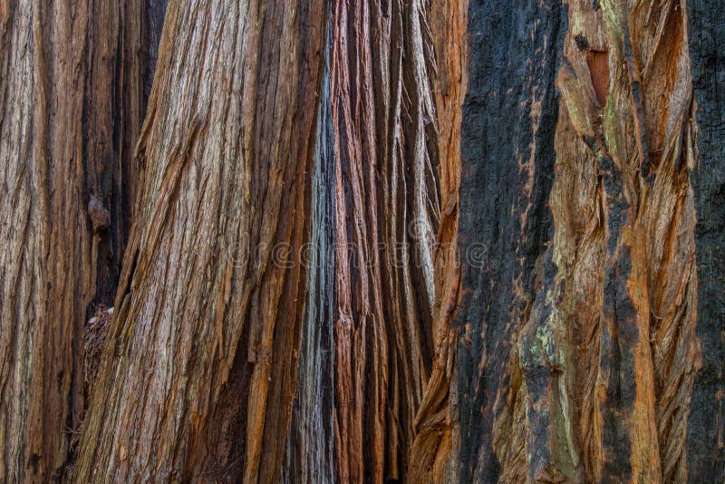 Bark of Redwood Tree Close Up Stock Image - Image of brown, outdoor ...