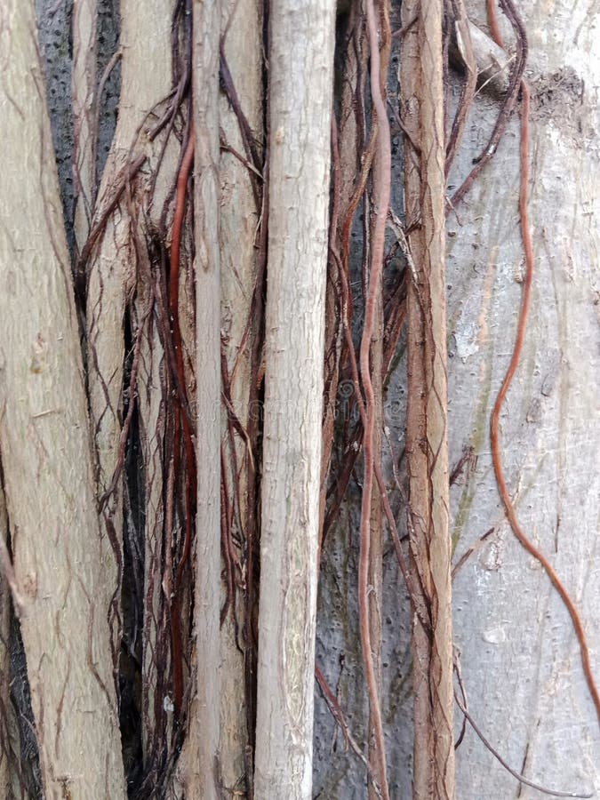 Bark and Tree Roots Texture Brown Gray Stock Image - Image of gray ...