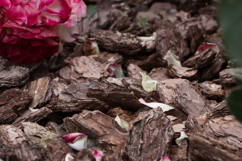Bark with Rose Petals.Selective Focus, Toned Image, Film Effect Stock ...