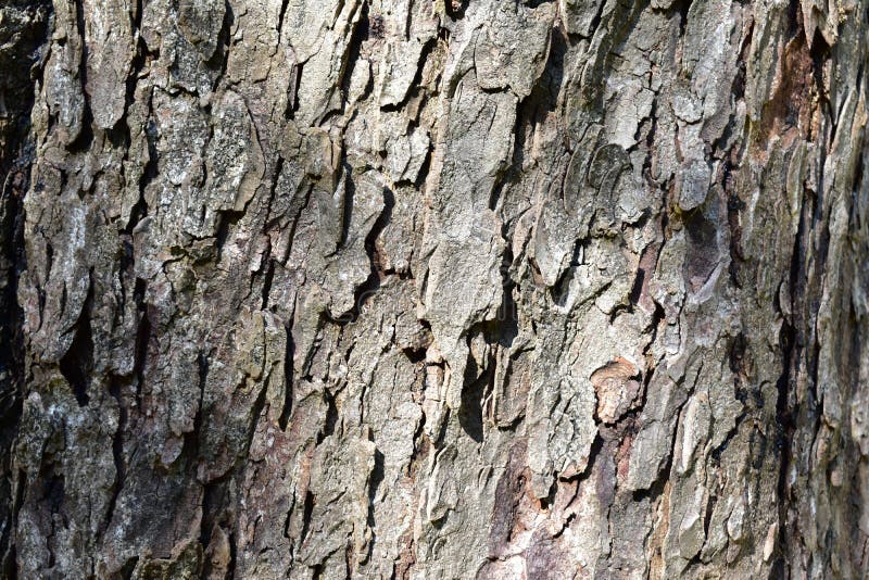 Bark Rugged Background, Pine Tree Closeup. Pine Tree Rough Texture with ...