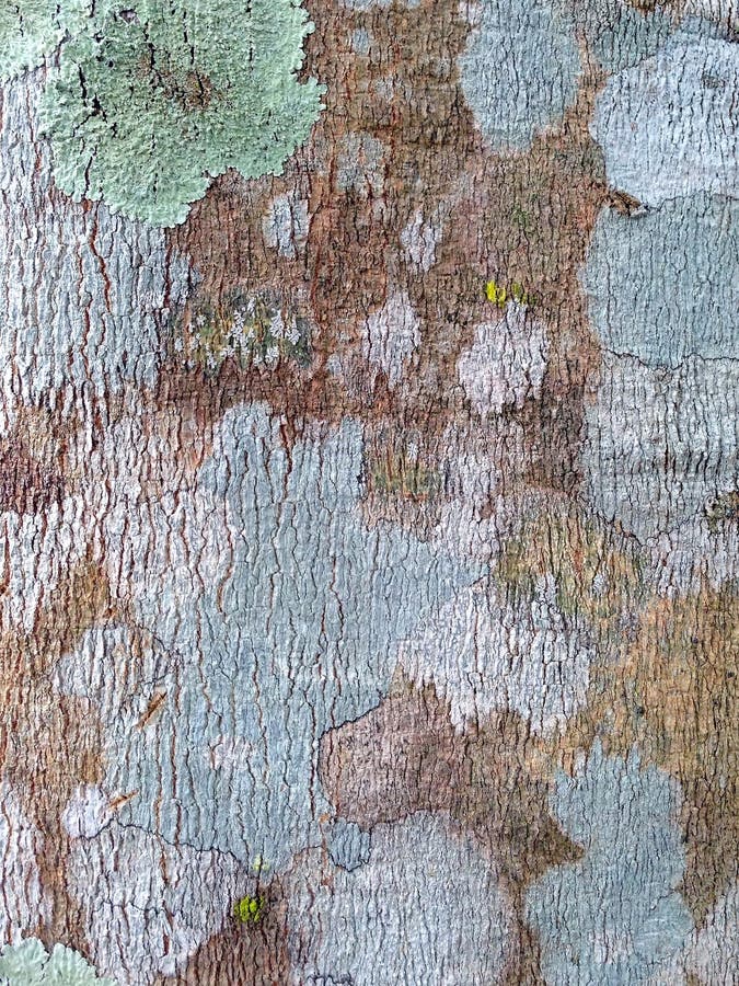 Bark of Rubber Tree Seed on Rubber Tree Seeds, Hevea Brasiliensis Seeds ...