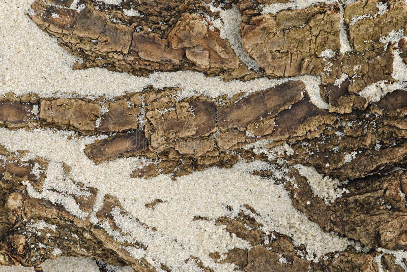Bark on the sand. stock image. Image of coast, brown - 68881789