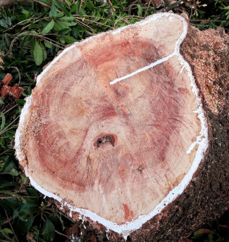 The Bark of the Sapodilla Tree Emits a White, Milky Sap when Cut Stock ...