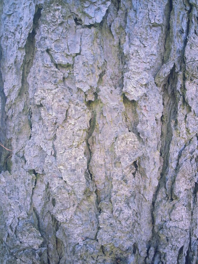 Bark stock photo. Image of bark, brown, scotch, tree - 44031306