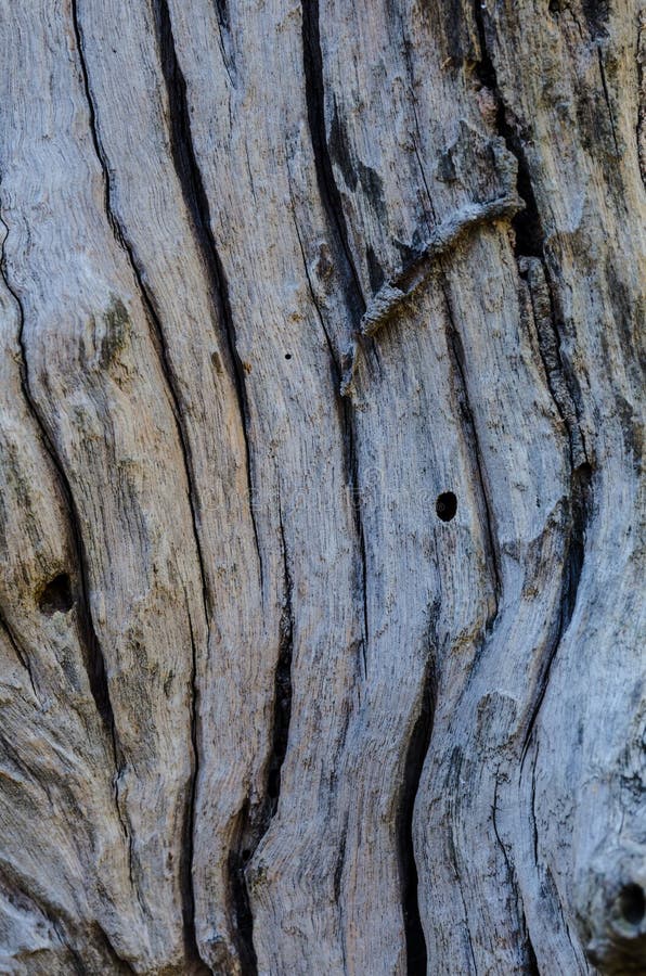 Bark stock image. Image of scratch, rough, dirty, lichens - 89889531