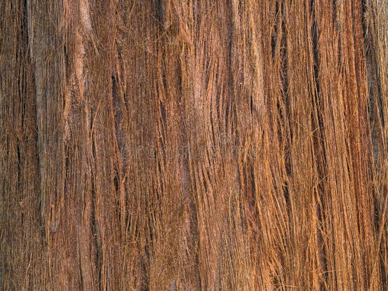 Bark of Sequoia Sempervirens Tree Stock Image - Image of pattern, trunk ...