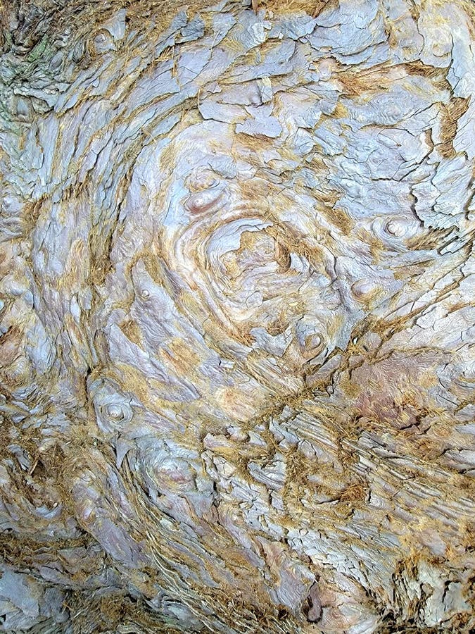 The Bark of the Sequoia Tree. Sequoia National Park, California Stock ...