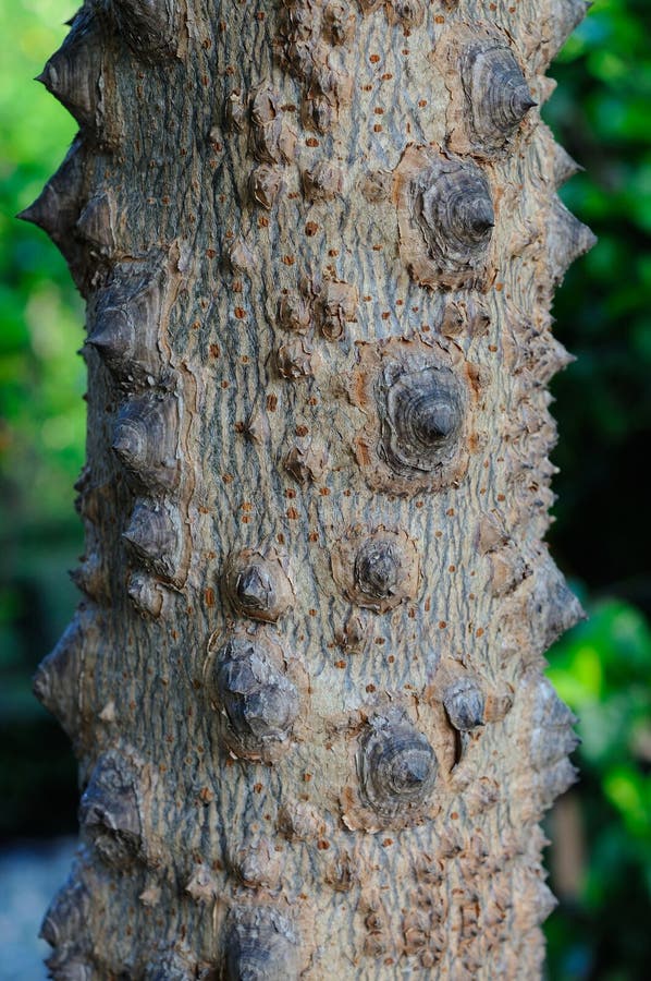 Bark of a Silkcotton Tree Bombax Ceiba L Stock Image - Image of rough ...