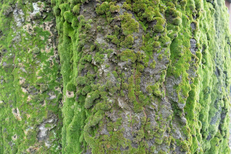 Bark of Silver Poplar Covered with Green Moss Stock Image - Image of ...
