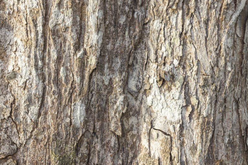 The Bark Skin Surface is Naturally Rough Background Stock Image - Image ...