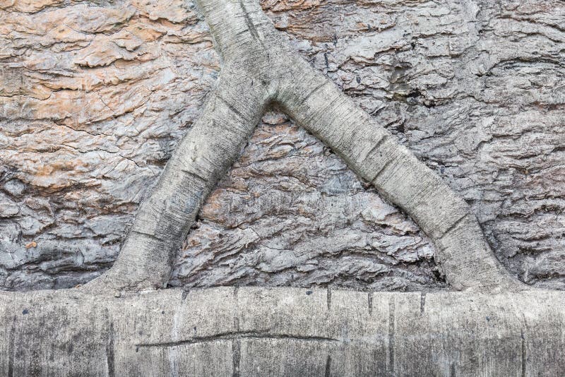 Bark skin texture stock photo. Image of nature, aging - 58491338