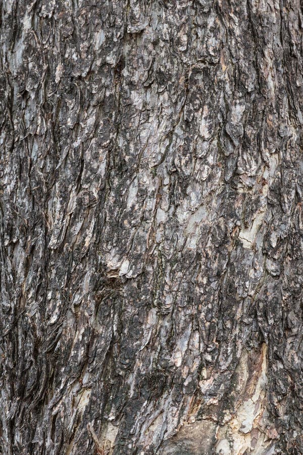 Bark skin texture. stock photo. Image of aging, design - 91672264