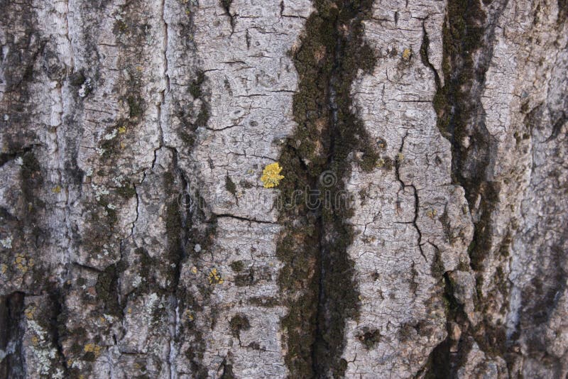 Bark, the skin of a tree stock image. Image of texture - 93981053
