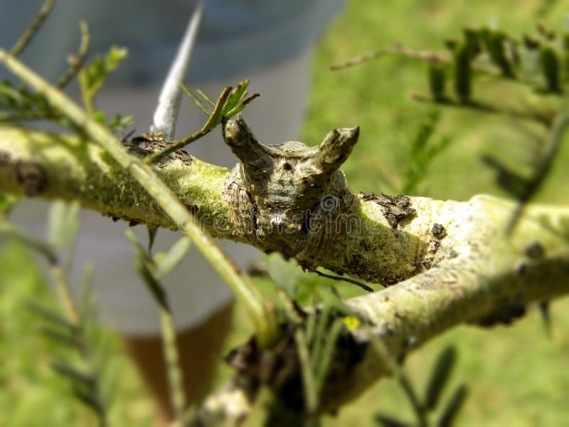 Bark Spider 6 stock photo. Image of africa, gardens, spiders - 52506568