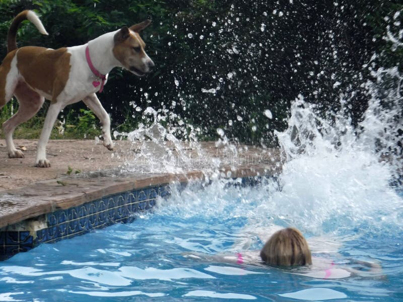 Bark Splash stock image. Image of splash, splashing, swim - 85916311