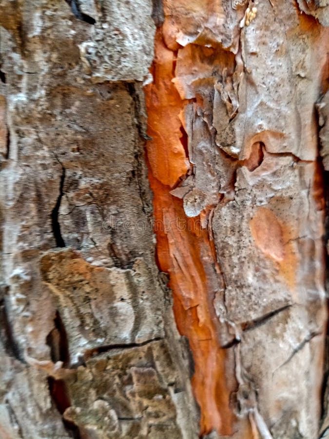 Bark of a Spruce Tree. Pine. Nature Stock Image - Image of plant ...