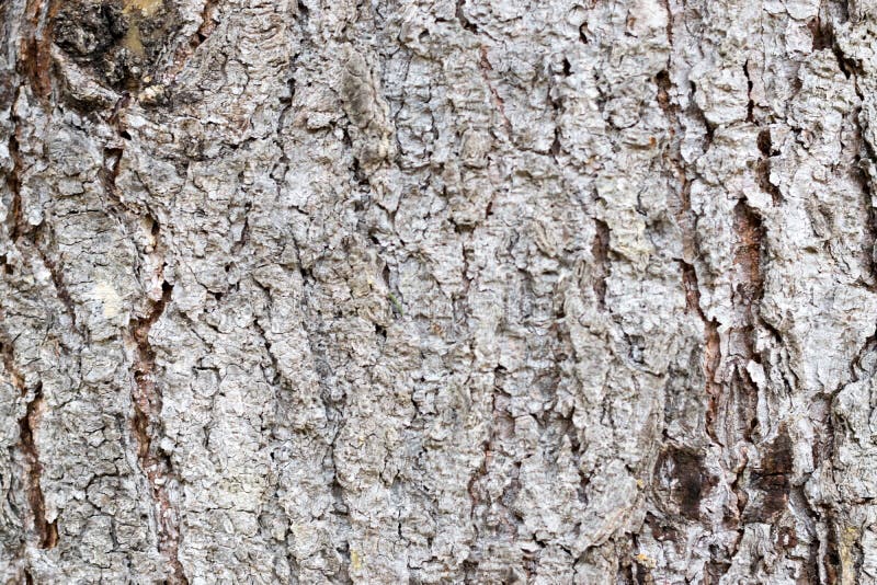 Bark of spruce tree stock photo. Image of wooden, texture - 181548320
