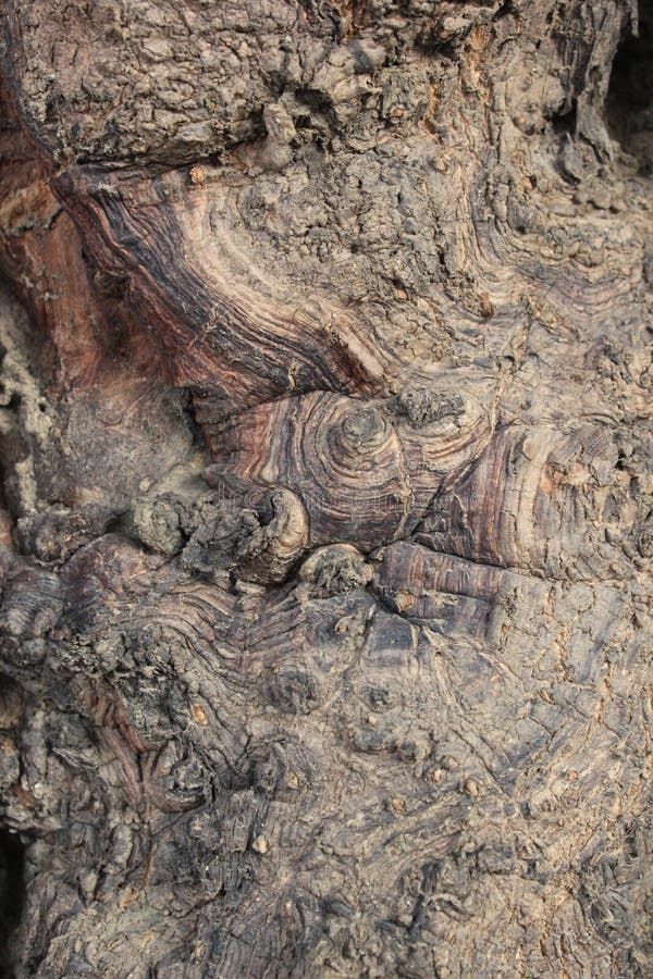 Bark striped stock photo. Image of tree, handmade, bark - 49054824