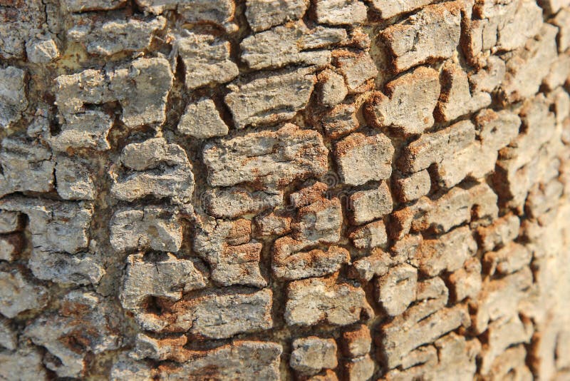 Bark stock photo. Image of amazing, bark, beautiful, striped - 86531374