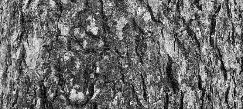 Bark Structure in Black and White Stock Image - Image of black, tree ...