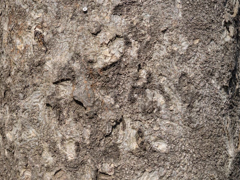 Bark Structure. Tree Trunk Close-up. Bark of Tree Stock Image - Image ...
