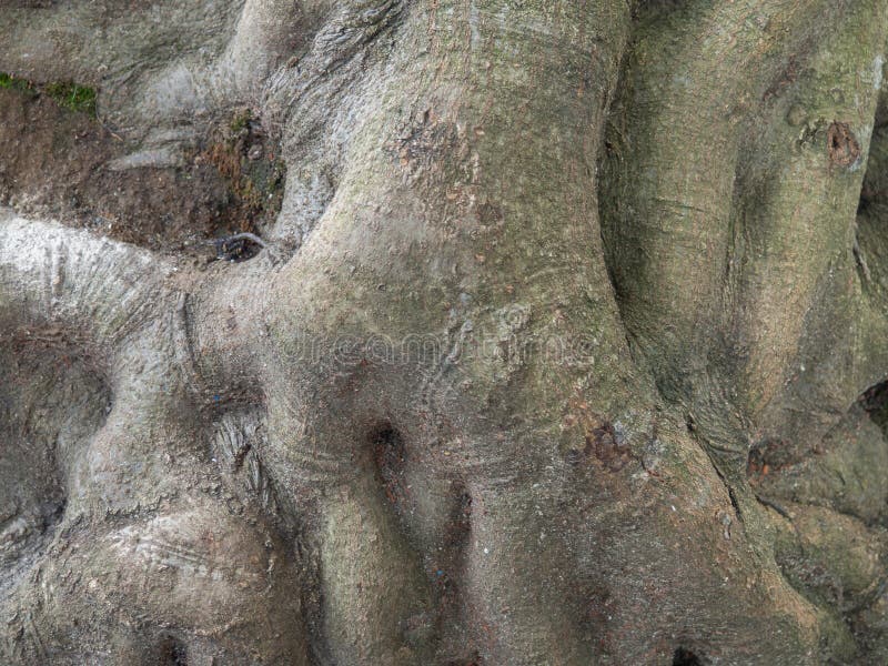 Bark Structure. Tree Trunk Close-up. Bark of Tree. Botany Stock Image ...