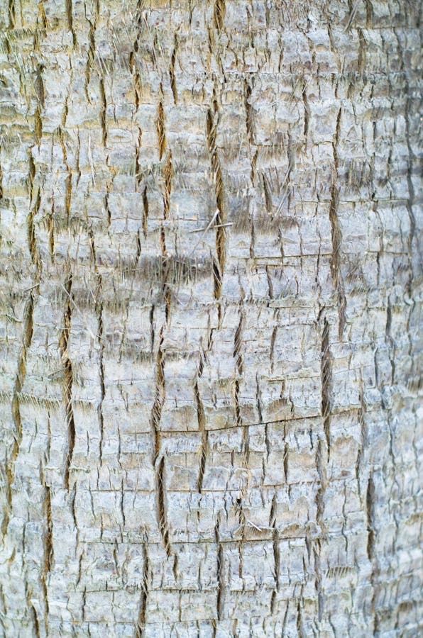 Bark surface. stock image. Image of swamp, tree, closeup - 79086839