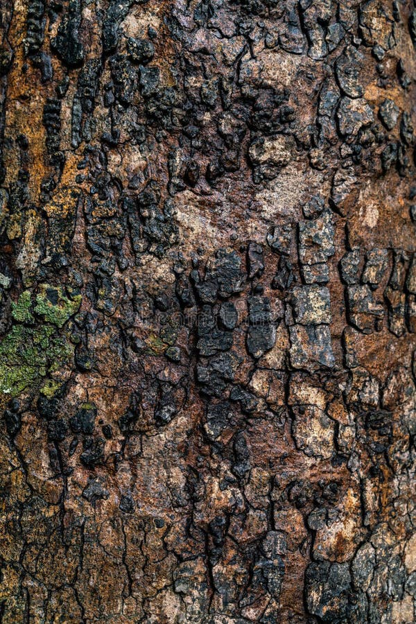 The Bark Surface of a Tree in the Forest Stock Image - Image of ...