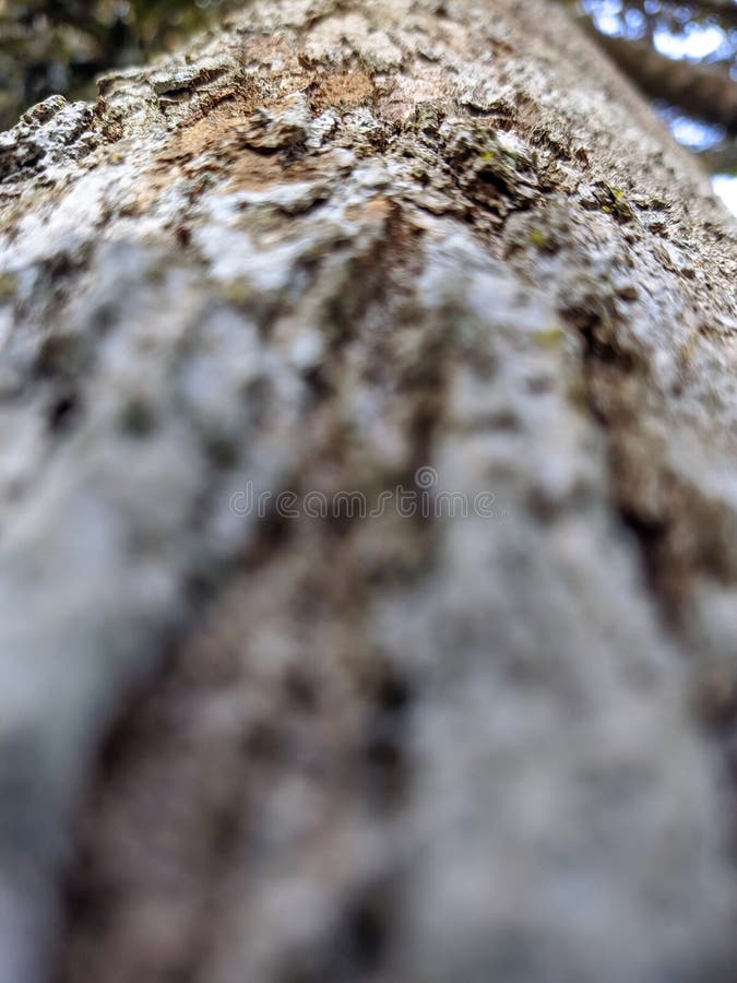 The Bark Surface of a Tree Trunk and a Tall Durian Tree Stock Image ...