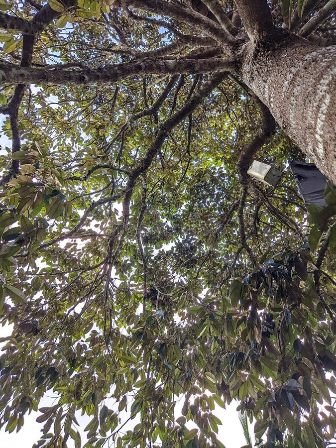 The Bark Surface of a Tree Trunk and a Tall Durian Tree Stock Photo ...