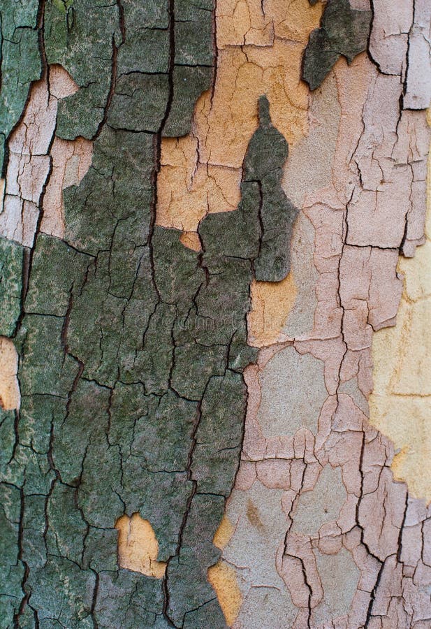 The Bark of a Sycamore Tree Stock Photo - Image of abstract, rough ...