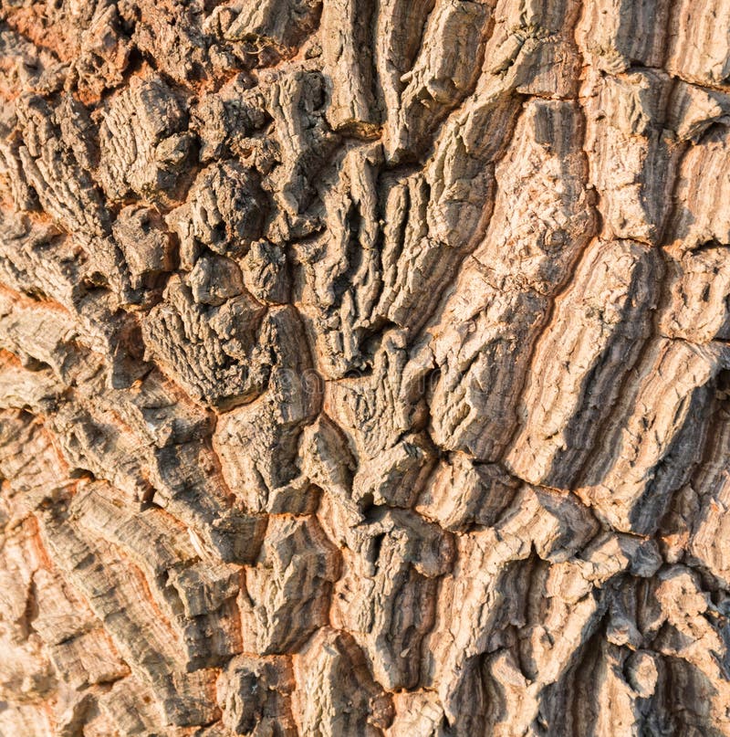 Dry bark tamarind tree stock image. Image of tamarind - 99332181