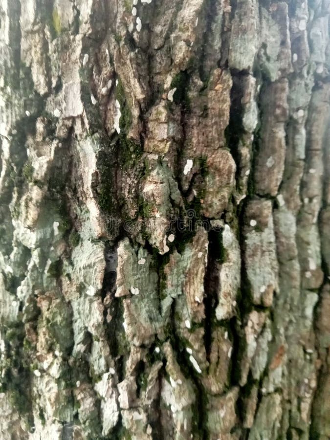 The Bark of the Tamarind Tree Whose Fruits are Needed by People Stock ...