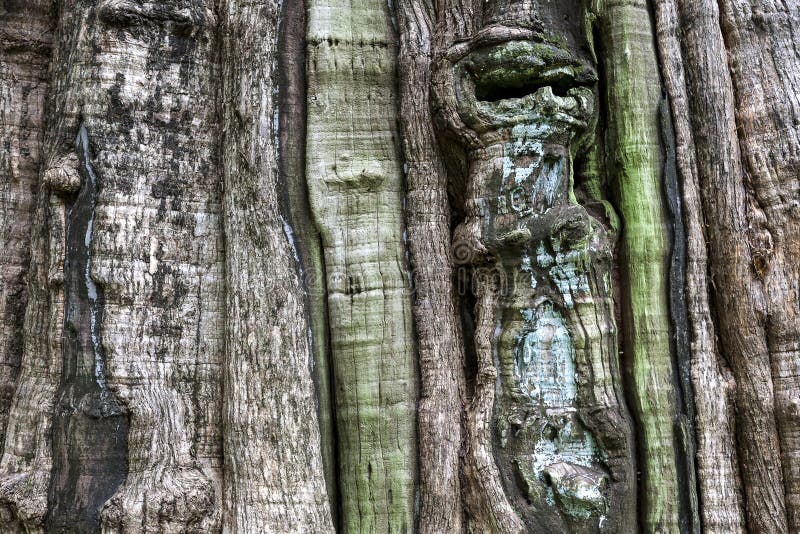 50+ Teak tree Free Stock Photos - StockFreeImages