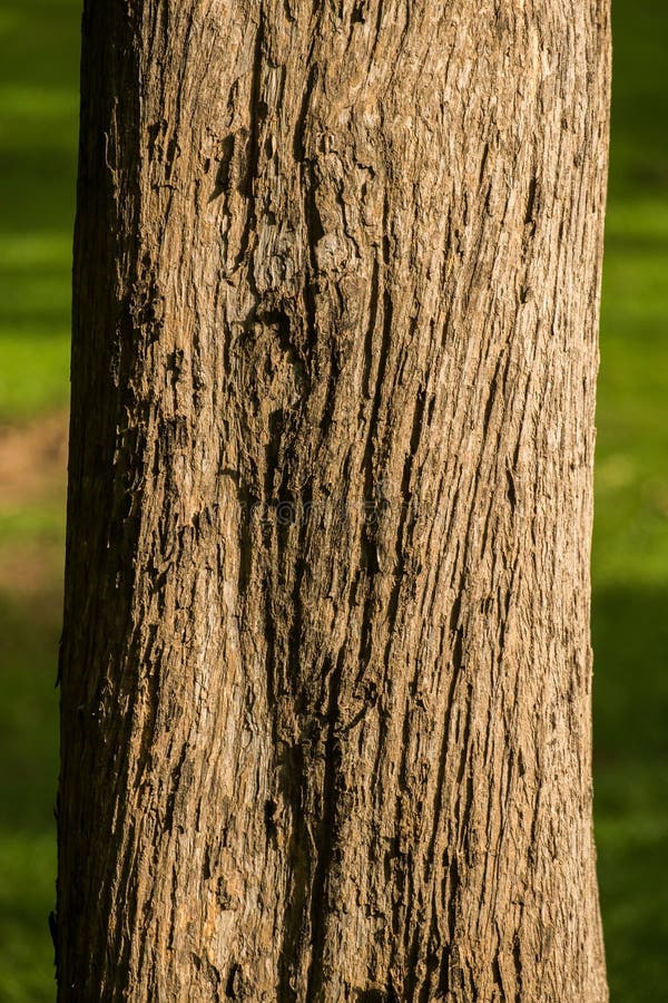 Bark of teak wood stock photo. Image of teak, detail - 101399260