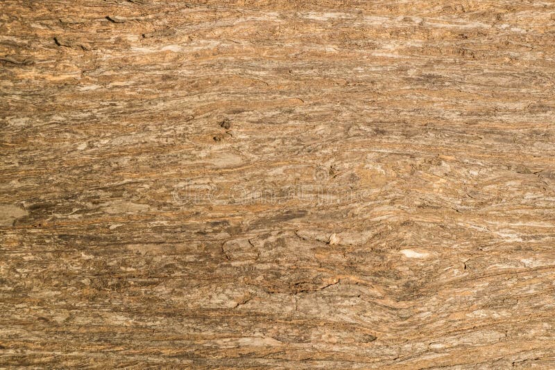 Bark of teak tree stock photo. Image of grunge, largest - 34698898