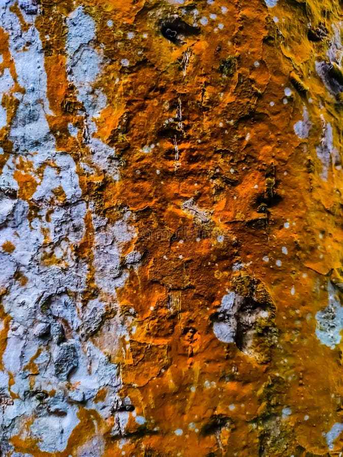 This is the Bark of the Terminalia Arjuna, is a Tree of Genus ...