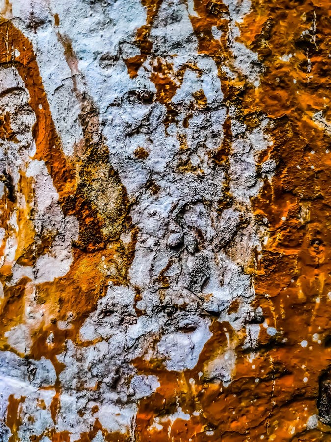 This is the Bark of the Terminalia Arjuna, is a Tree of Genus ...