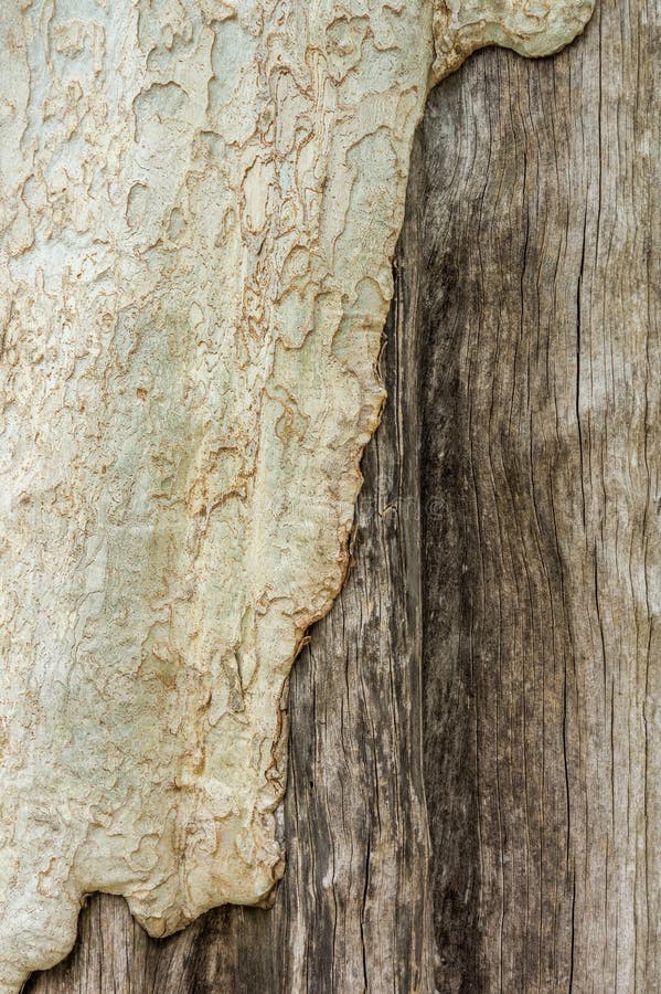 Bark of Terminalia Ivorensis Tree Stock Image - Image of pattern ...