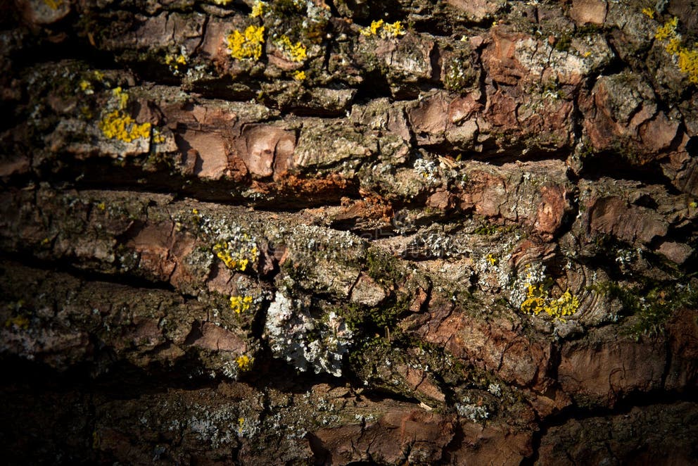 Bark texture stock photo. Image of decay, bark, structure - 13838470