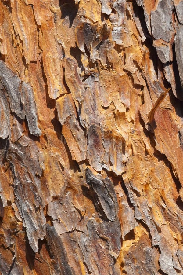 Bark texture stock image. Image of nature, brown, flora - 15786997