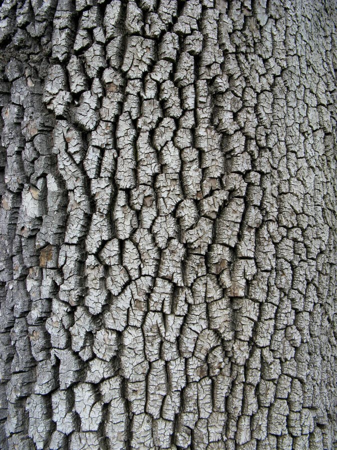 Bark texture stock photo. Image of material, design, bark - 25206086