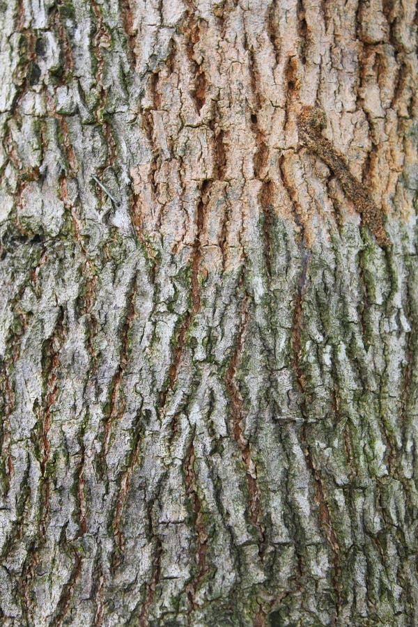 Bark Texture Picture. Image: 5423365