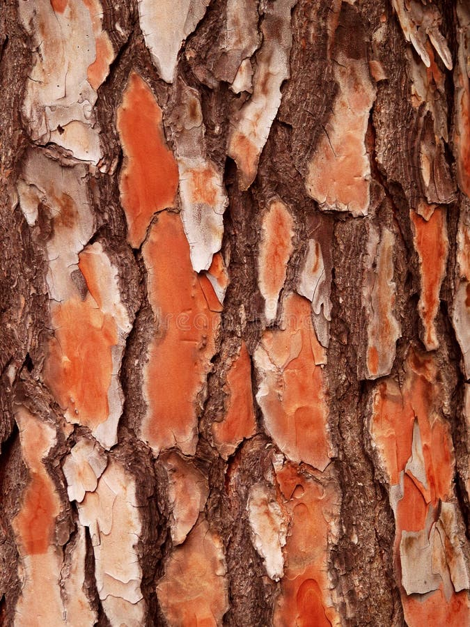 Paper Bark Tree Texture, Melaluca Stock Photo - Image of golded ...