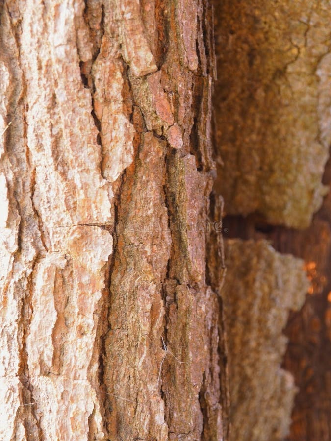 Bark texture. stock image. Image of material, pattern - 83678023