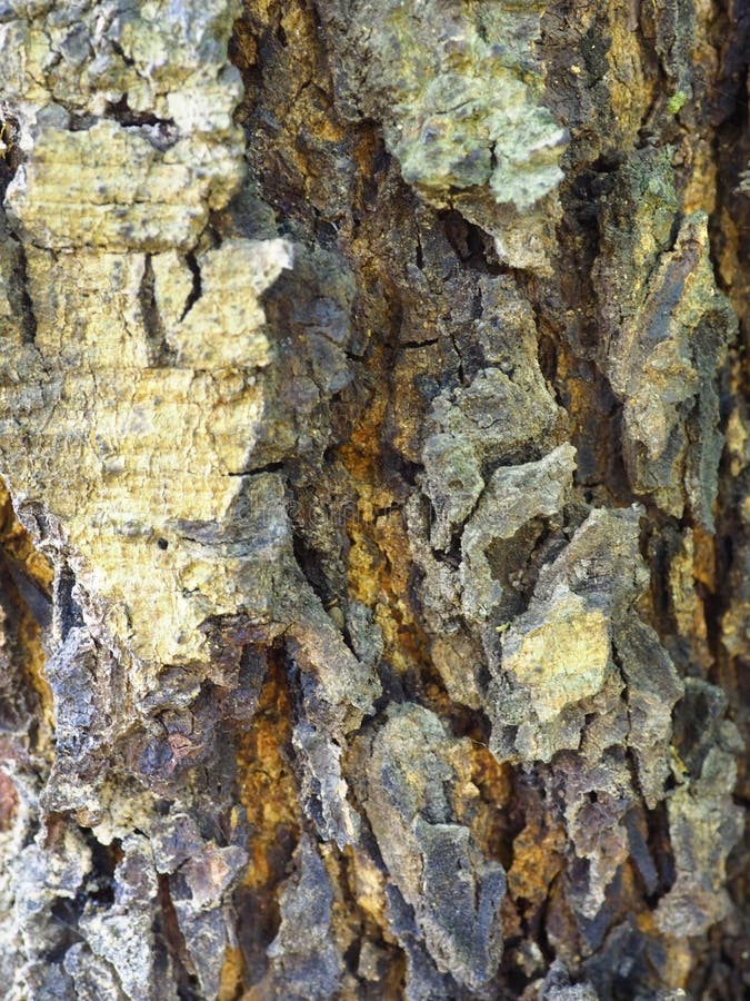 Bark texture. stock photo. Image of nature, macro, timber - 91388702
