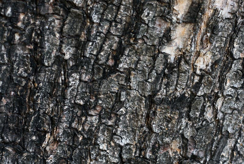 Bark Texture Abstract Background Stock Photo - Image of cellulose, bark ...
