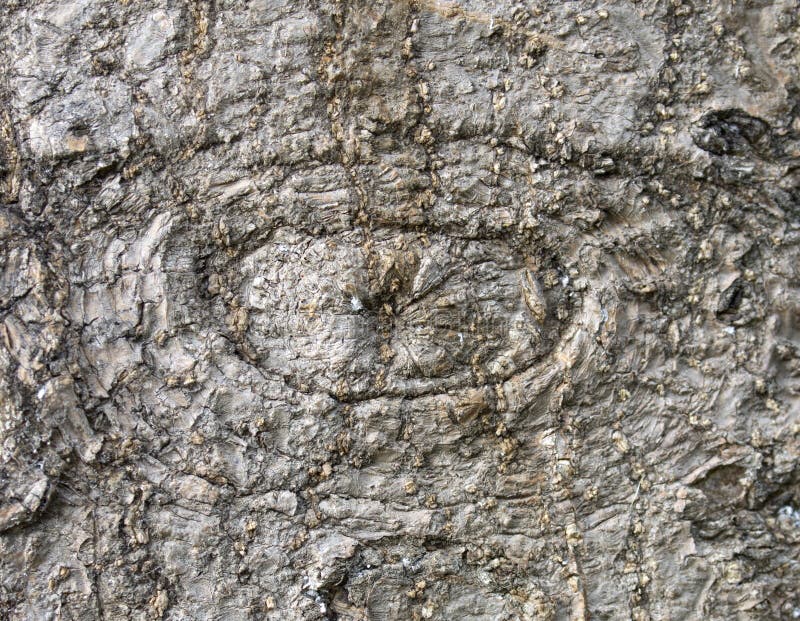 Bark Texture of an African Coral Tree Stock Image - Image of weathered ...
